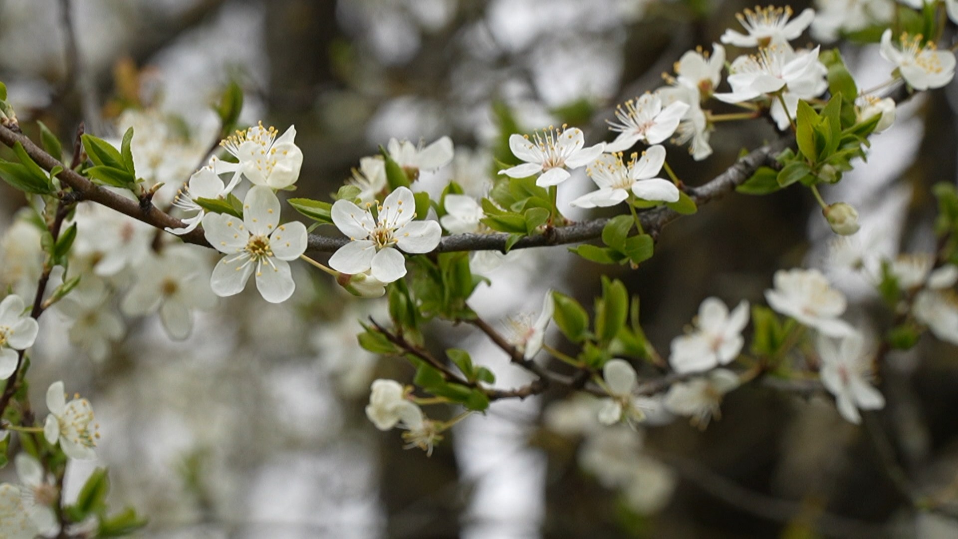 Республиканская акция под эгидой БСЖ: как закладывали "Сады надежды ...